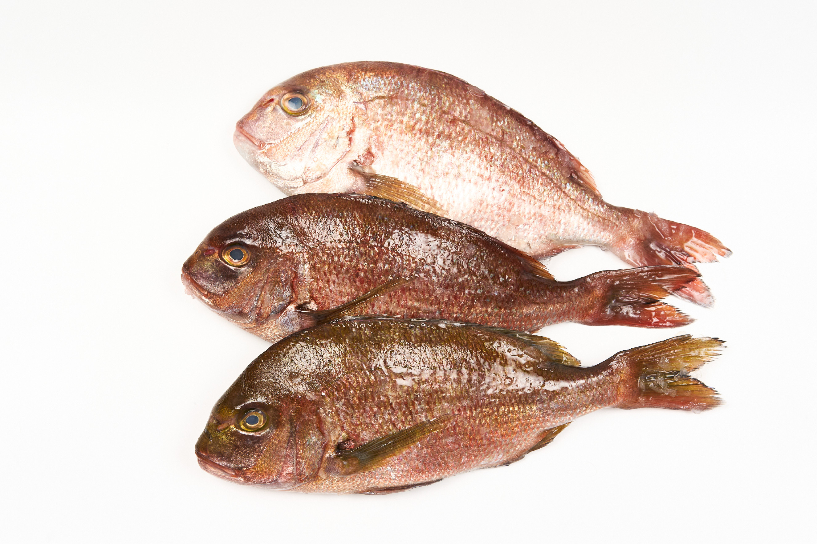 Celé mořské ryby - Ryby-Tvý